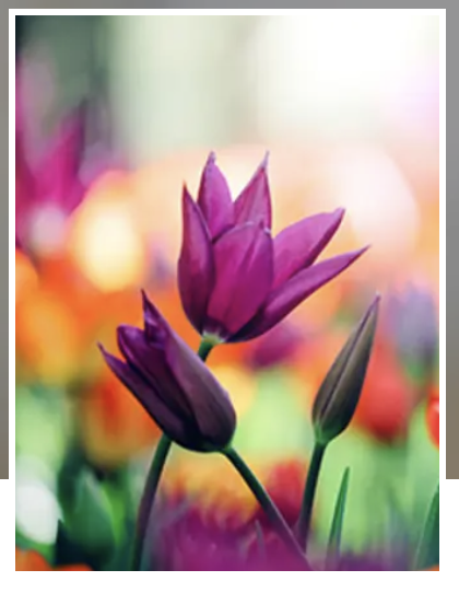 Violet Lorraine Shope – The Scioto Voice